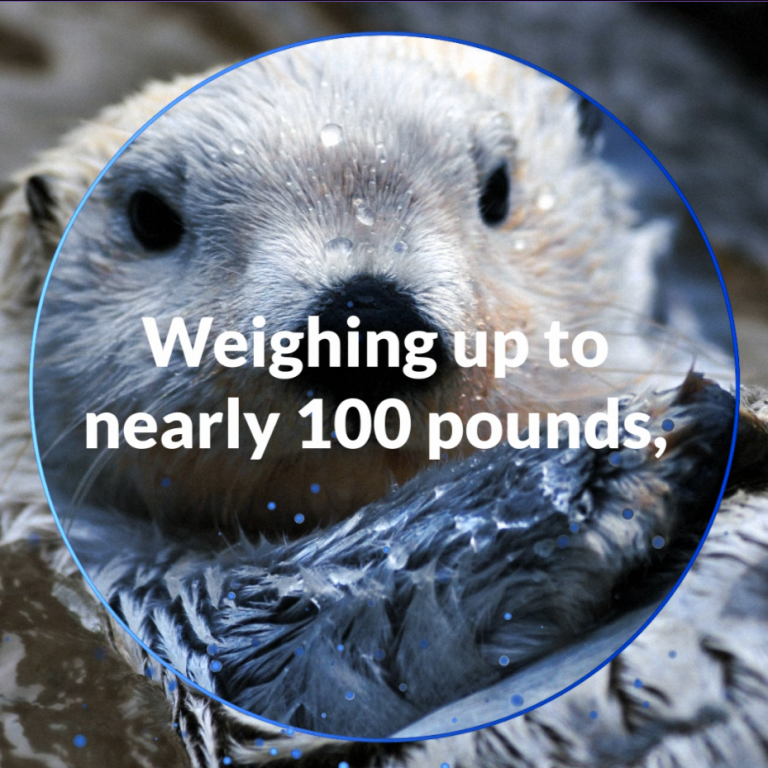 Sea Otter Awareness Week 2020