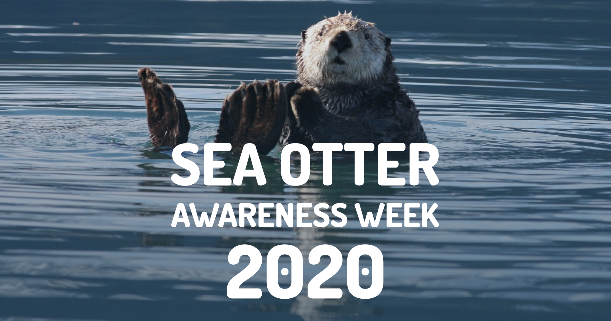 Sea Otter Awareness Week 2020