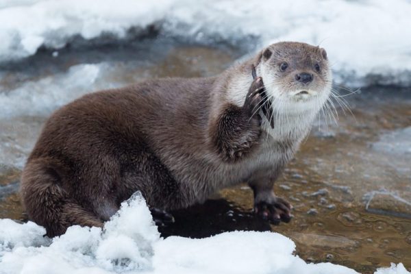 2020: An Otter Year Behind Us
